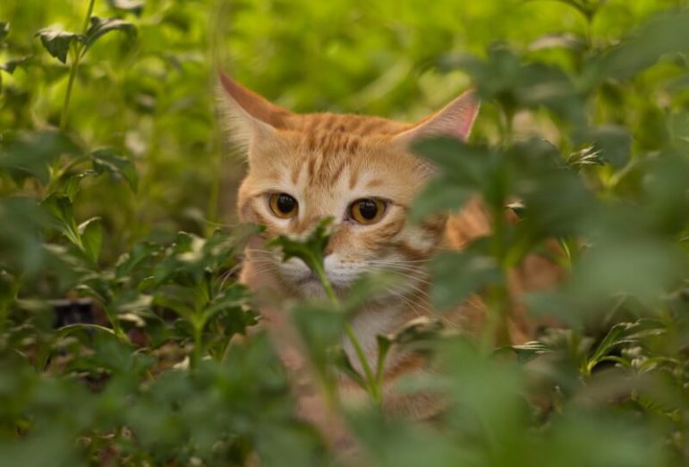 Canon Auto focus Problems – How To Avoid and Fix Them?