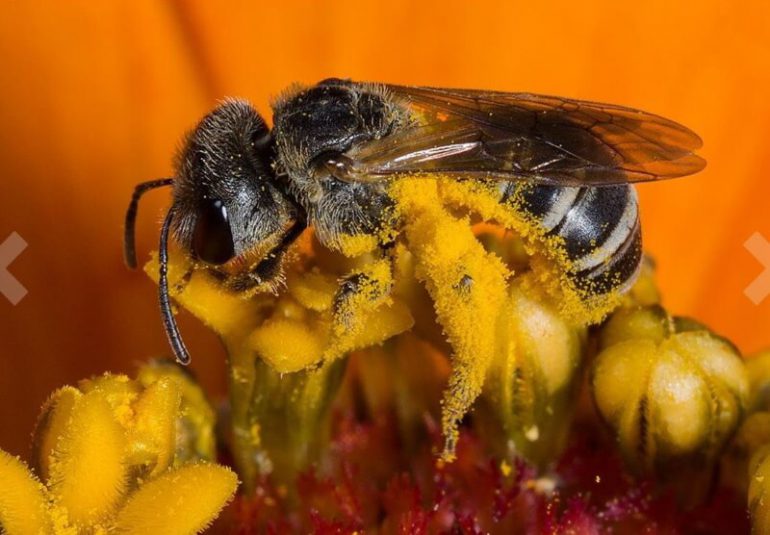 Best Macro Lenses for Canon - Ehab Photography