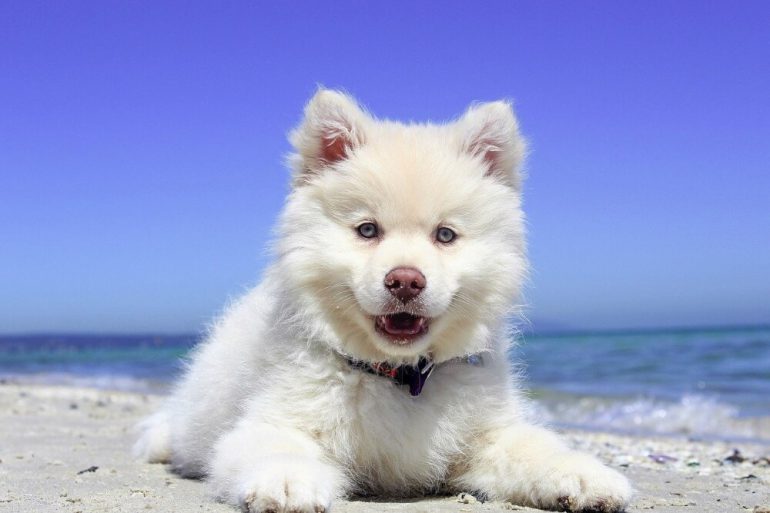 How to Take Awesome Photos of Your Pets? - Ehab Photography