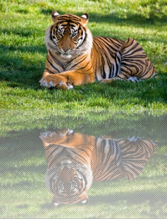 How to Add Reflection in Photoshop - Ehab Photography