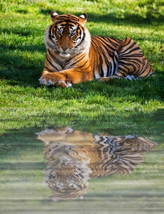 How To Add Reflection In Photoshop Ehab Photography how-to-add-reflection-in-photoshop-ehab-photography