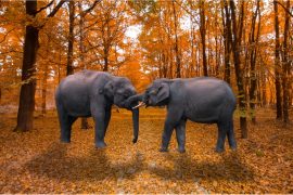 Create Real Shadow in Photoshop - Ehab Photography