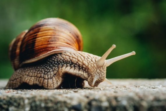 Best Macro Lens For Insect Photography - The Top 5!