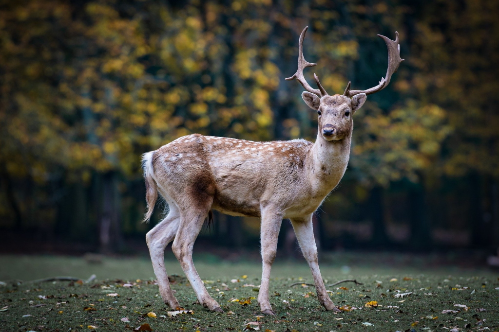 Zoom Lens Vs Telephoto Lens Ehab Photography