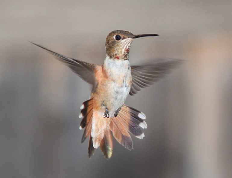 Fast Shutter Speed Examples | Ehab Photography