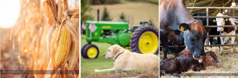 What is Agricultural Photography?- The Ultimate Guide
