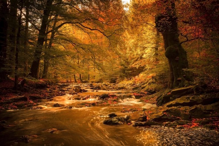 Fall Foliage Photography Tips - Ehab Photography