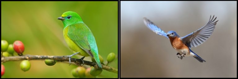 Nature Photography Tutorial – A Beginners Guide