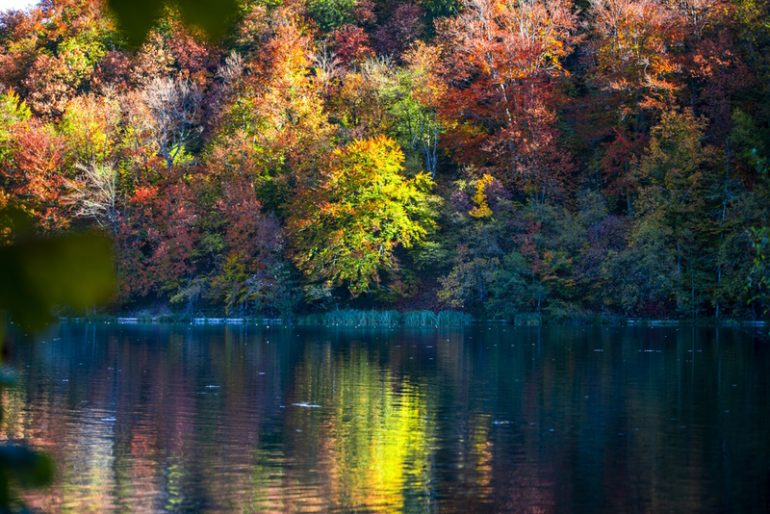 Fall Foliage Photography Tips - Ehab Photography