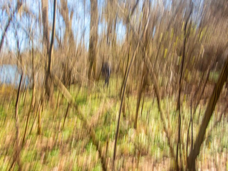 Intentional Camera Movement in Photography