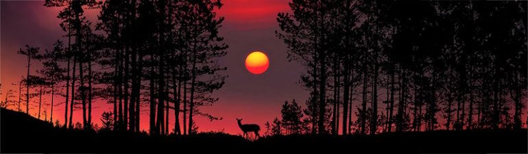 Print a Panoramic Photo – Your Ultimate Guide