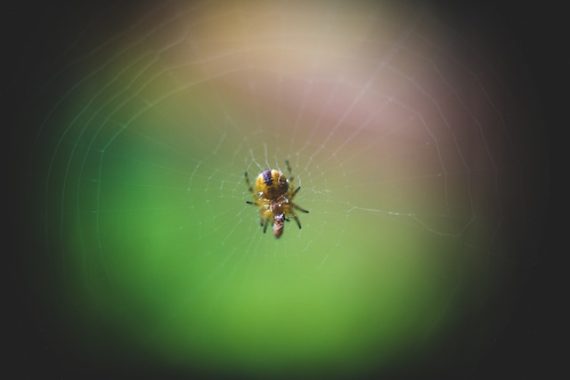 What is Vignetting in Photography? | Ehab Photography